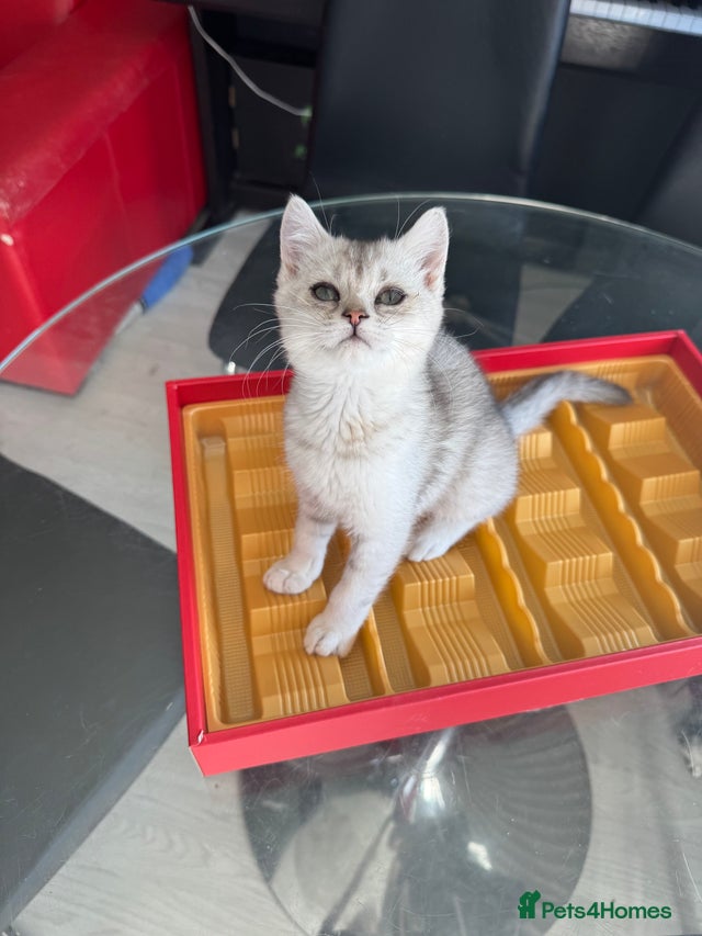 4 Adorable British shorthair kittens for sale in London | Pets4Homes