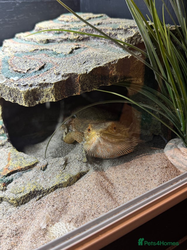 Bearded Dragon for Sale for sale in Newcastle upon Tyne | Pets4Homes