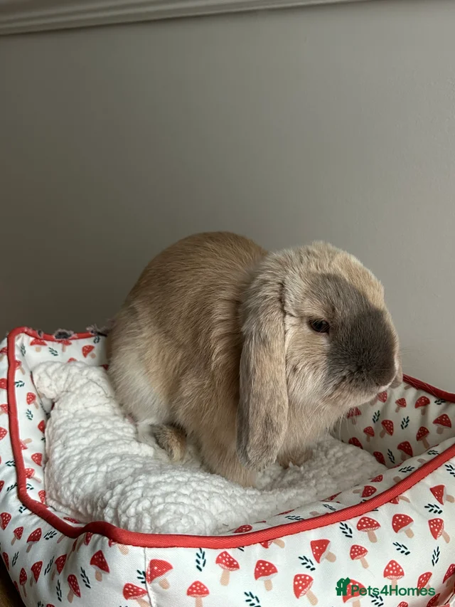 Male mini lop 5 months old for sale in Lowestoft | Pets4Homes