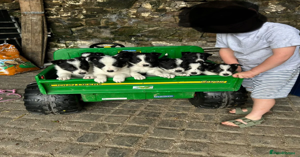 Border Collie Puppies for sale in Wales | Pets4Homes