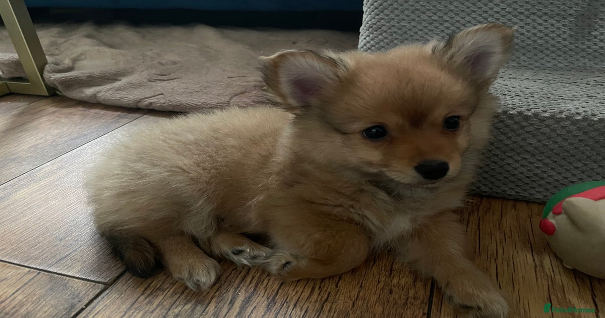 Pomeranian/Pomchi puppies for sale for sale in Stoke-on-Trent | Pets4Homes