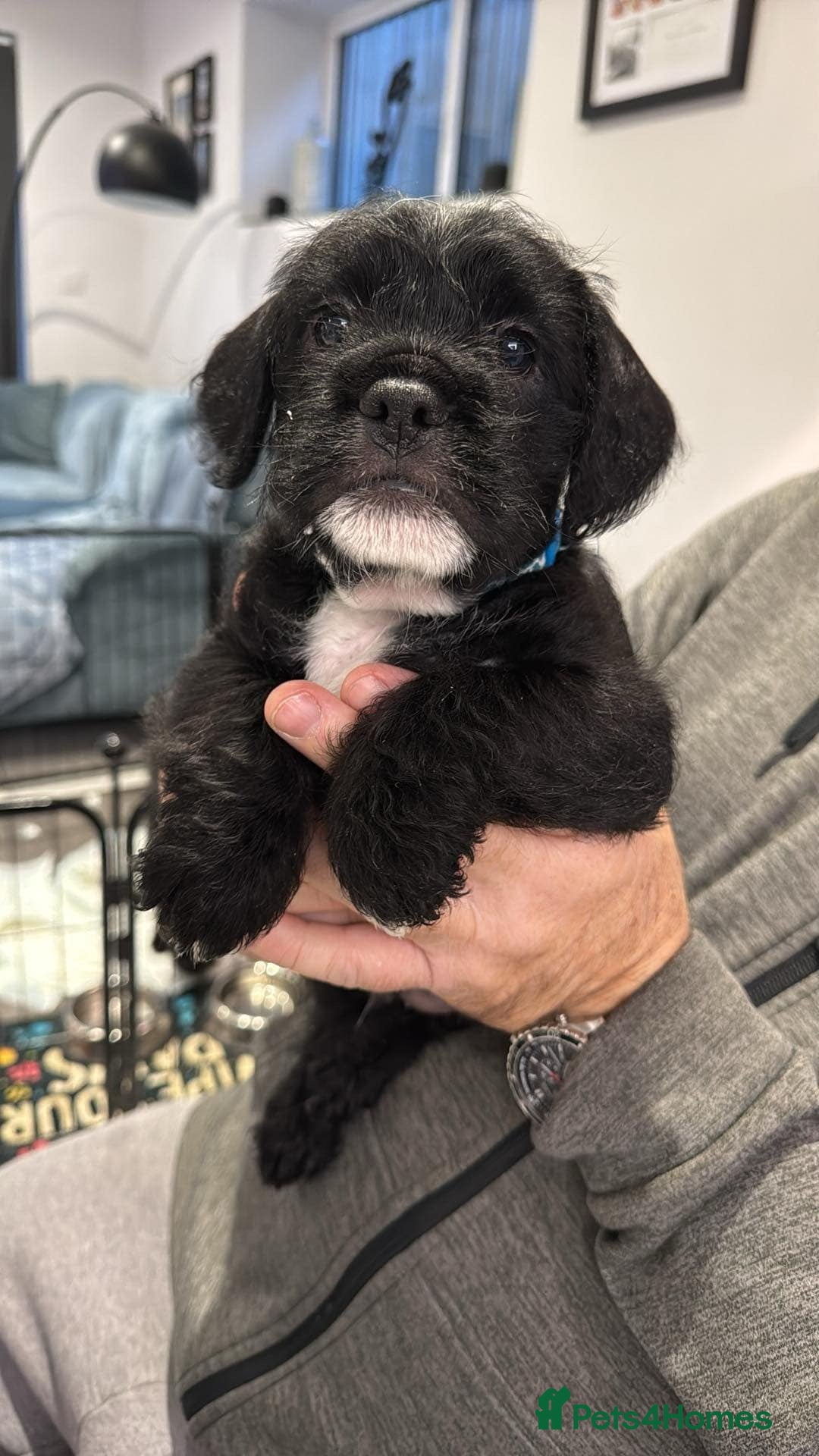 French bulldog x cockapoo for sale in Sheffield | Pets4Homes