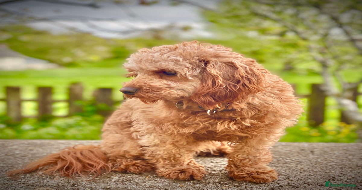 Cavapoo Stud Dog. DNA clear testing for stud in Winkleigh | Pets4Homes