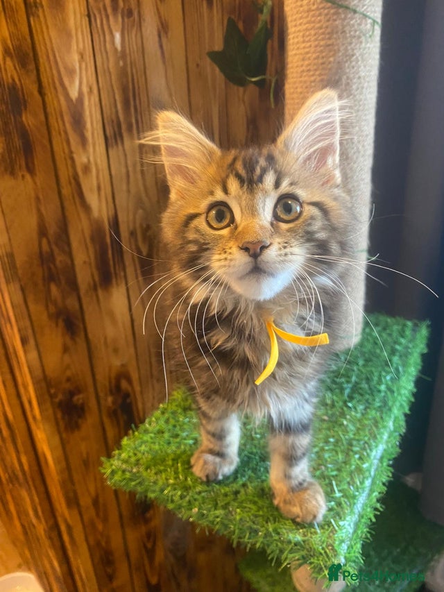 Gccf maine coon babies for sale in Grantham | Pets4Homes