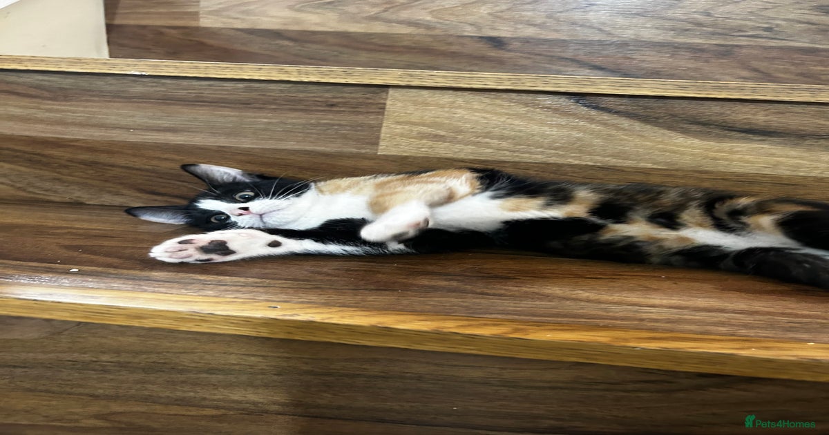 3 Month Old Calico Cat 🐱 for sale in Castleford | Pets4Homes