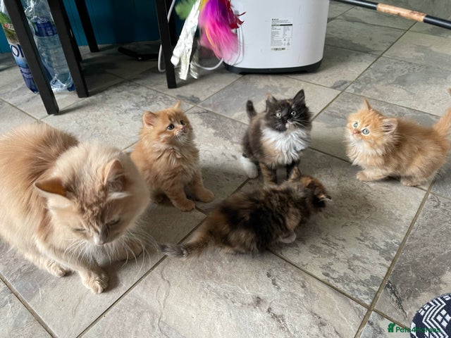 🎃 Cute Fluffy Kittens – Persian x BSH Mix for sale in Rugby | Pets4Homes