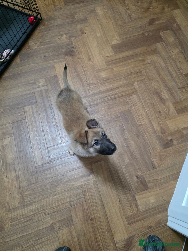 German Shepherd Puppy for sale in Southport | Pets4Homes