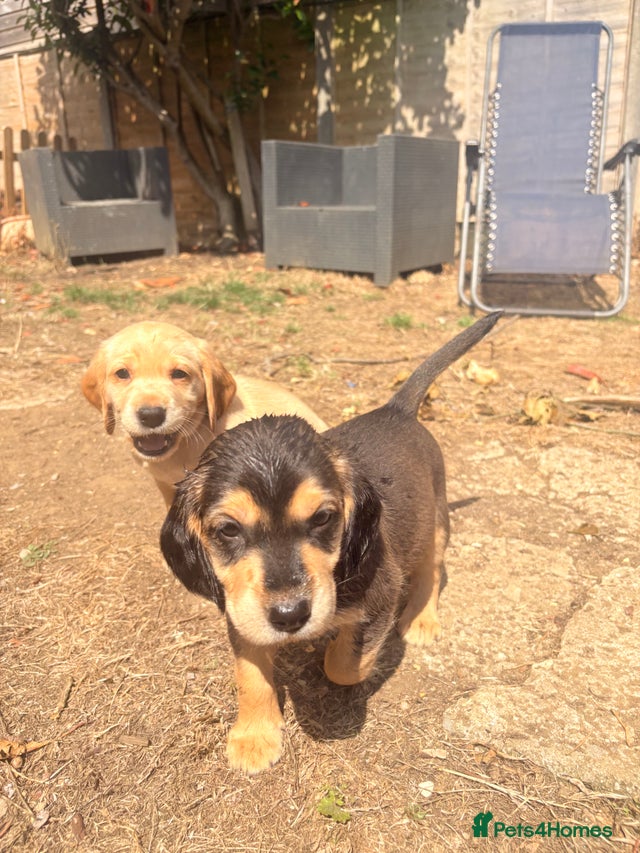 cockerdor’s for sale in Yeovil | Pets4Homes