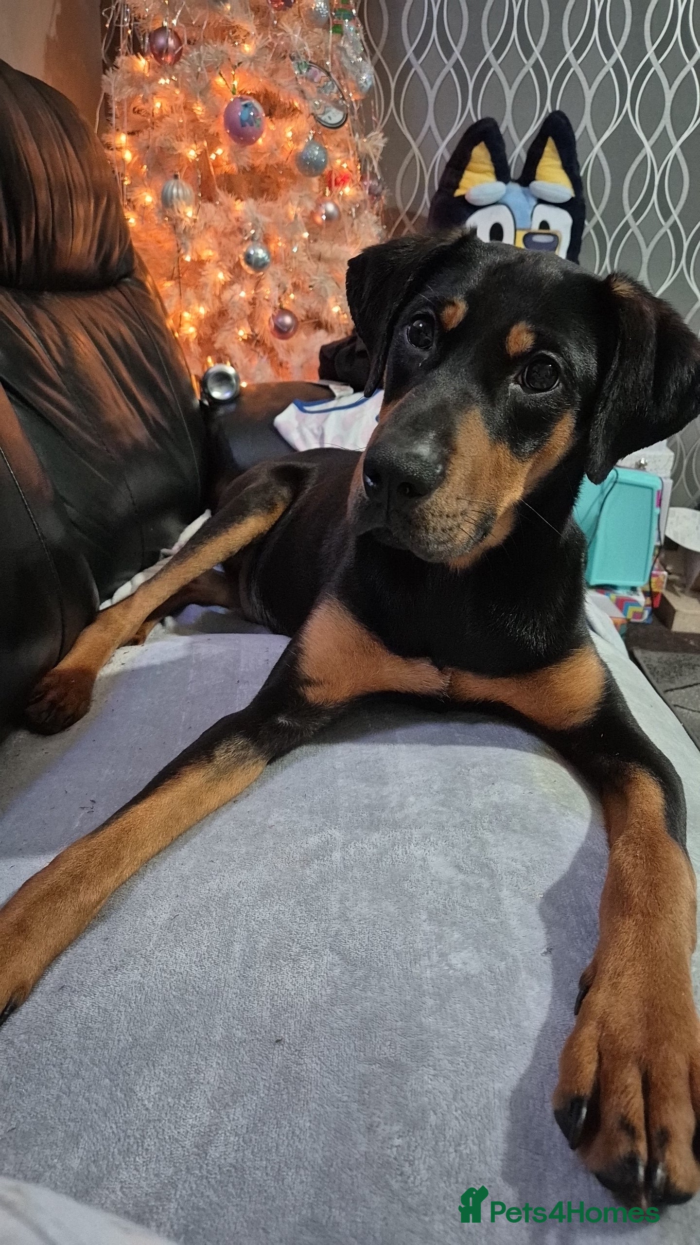 Rotterman rottie x doberman for sale in Sutton-in-Ashfield | Pets4Homes