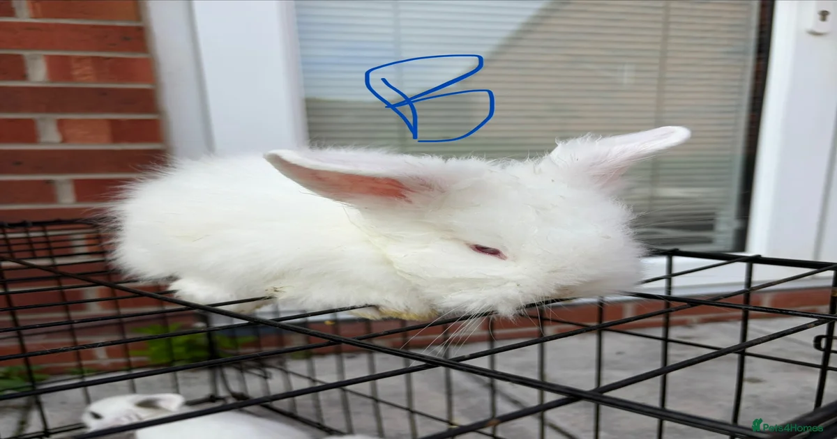 Rabbits for Sale for sale in Wrexham, Wrexham Principal Area | Pets4Homes