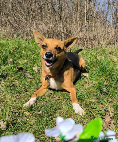 Small Dogs for adoption | Pets4Homes