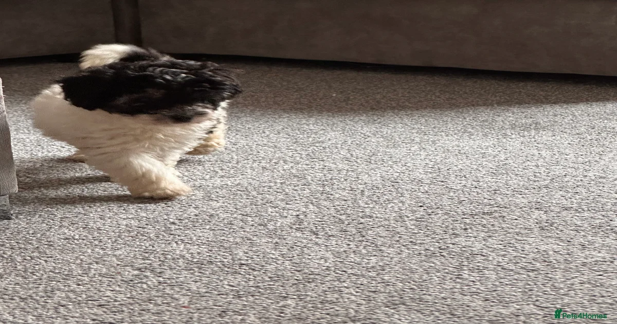 Beautiful Rare F1b Cavapoos for sale in Addlestone | Pets4Homes