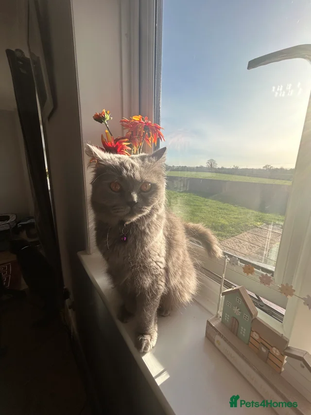 Female British Shorthair 😻 for sale in Aylesbury | Pets4Homes
