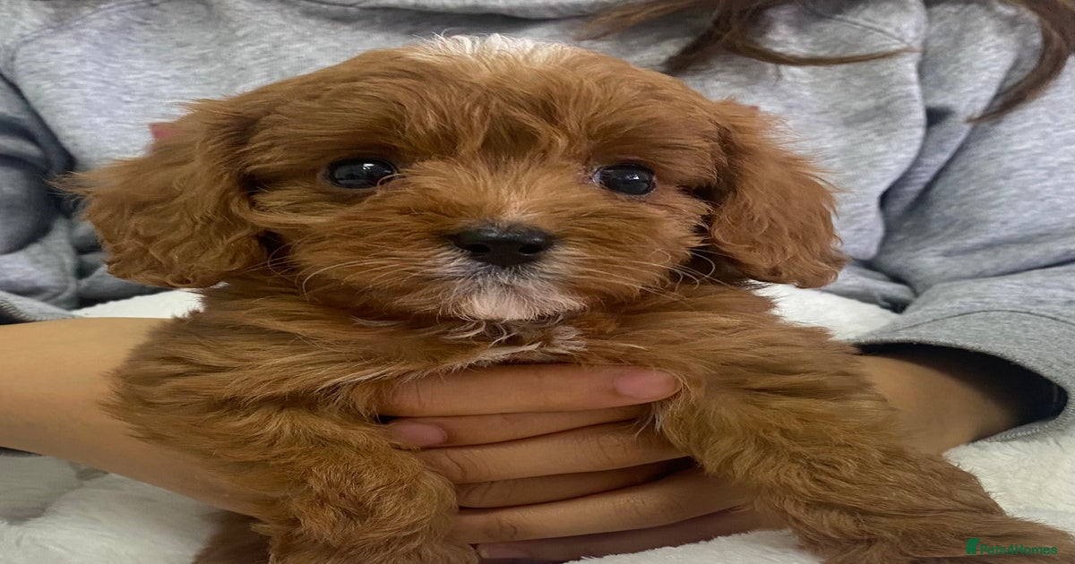 Cute red cavapoo for sale in Sunderland | Pets4Homes