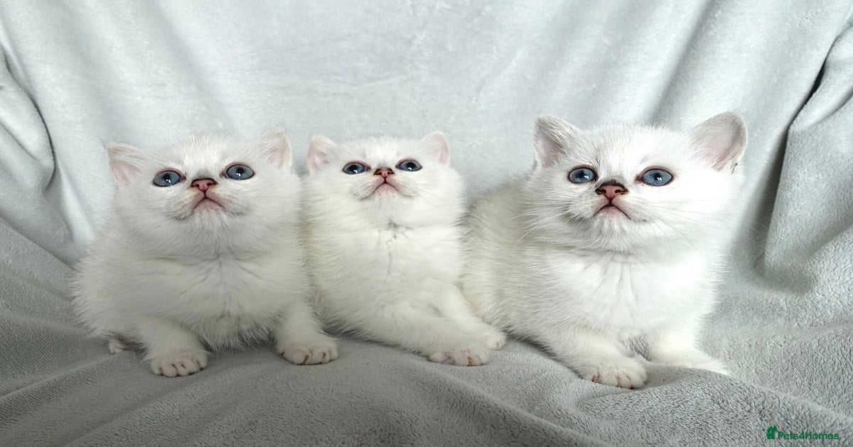 Beautiful British Shorthair Male Kittens for sale in Edinburgh | Pets4Homes