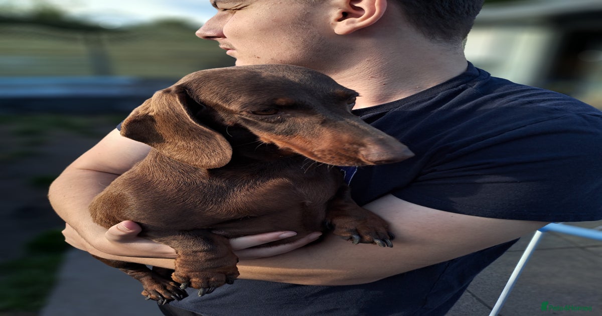 Chocolate tan girl Fifi for sale in Morecambe | Pets4Homes