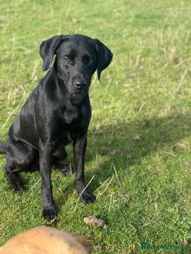 Working KC reg proven black lab for stud in Northallerton | Pets4Homes