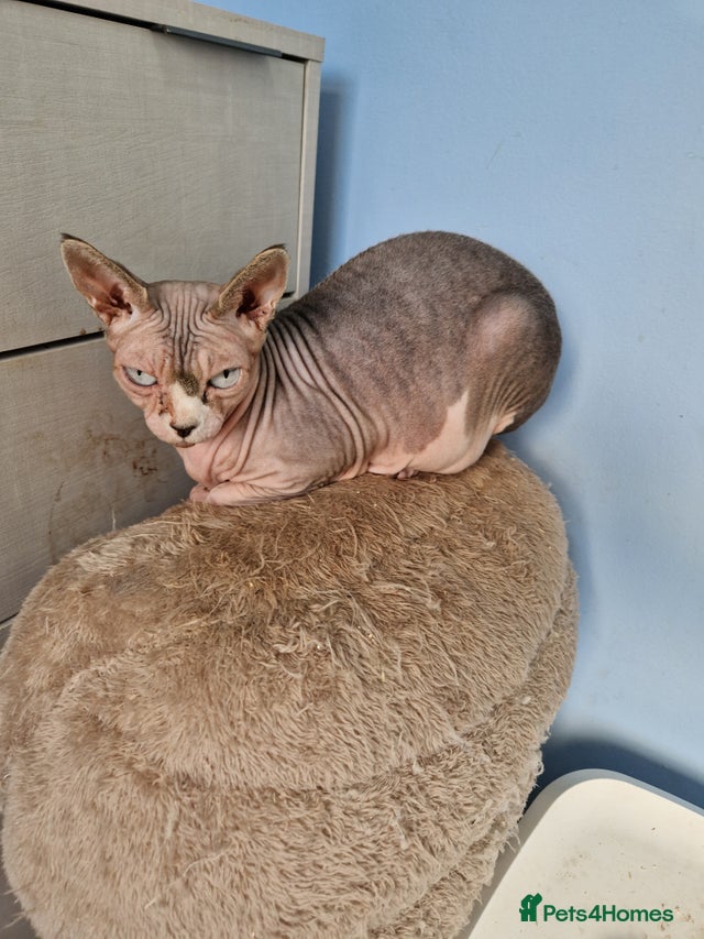 5 Year old sphynx lady for sale in Blackburn | Pets4Homes