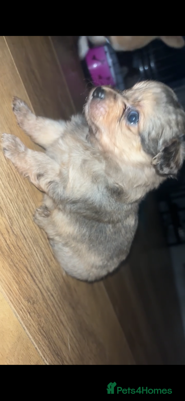 MERLE CHIHUAHUAS for sale in Liverpool | Pets4Homes