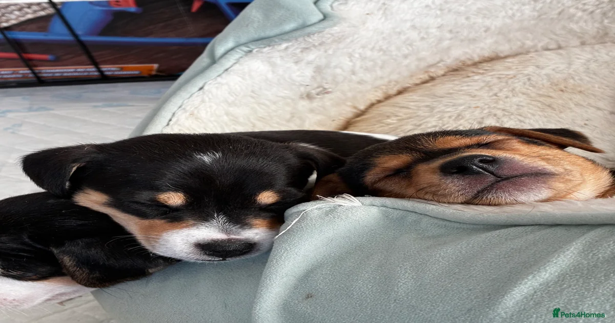 Jack Russel Terrier Puppies for sale in Wigan, Greater Manchester ...