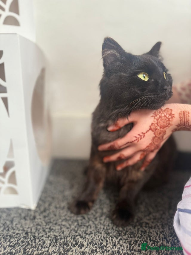 Bingo the rescue cat needs her own home for adoption in Hook | Pets4Homes