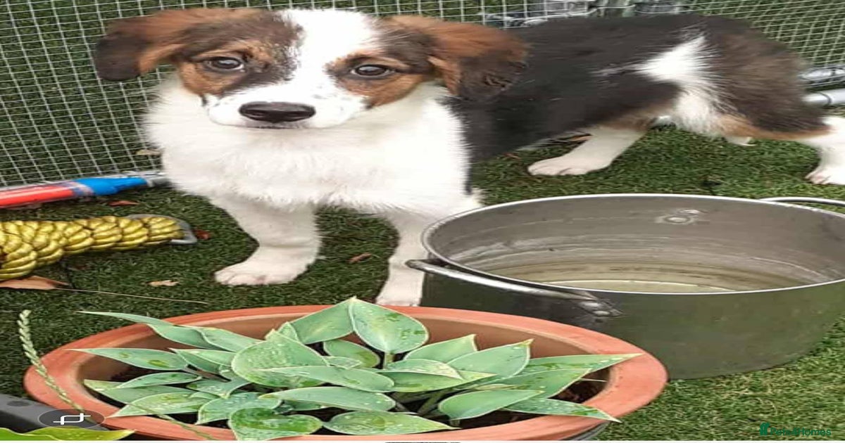 🌹Ruby🌹 for adoption, fostered in DONCASTER for adoption in Doncaster ...