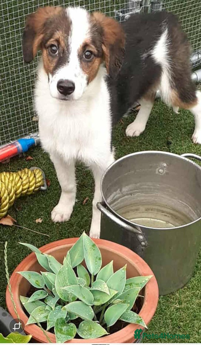 🌹Ruby🌹 for adoption, fostered in DONCASTER for adoption in Doncaster ...