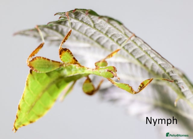 Two mixed colour nymphs Phyllium Leaf insects for sale in Luton ...