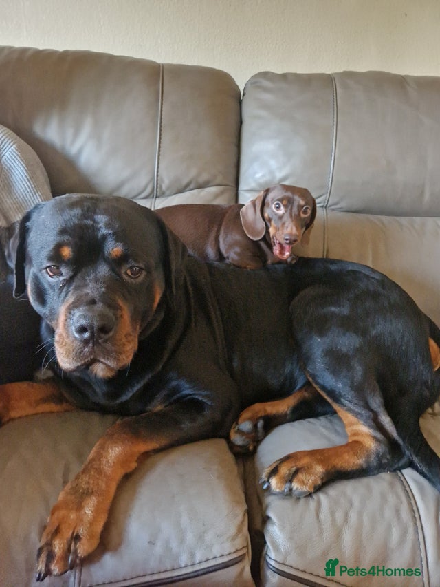 Proven rottweiler stud NOT KC"d for stud in Caldicot | Pets4Homes
