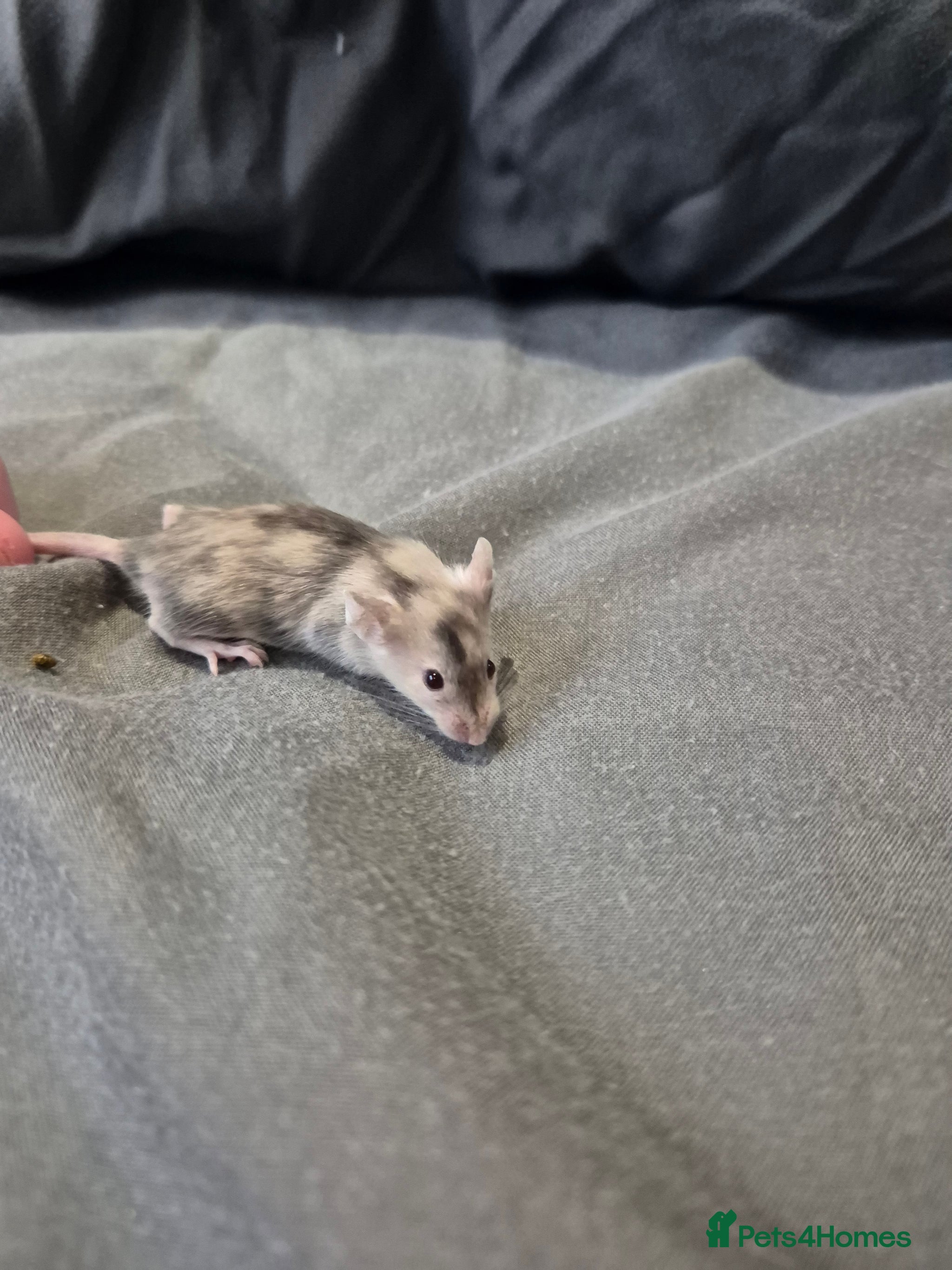 Mouse rodents for sale | Pets4Homes