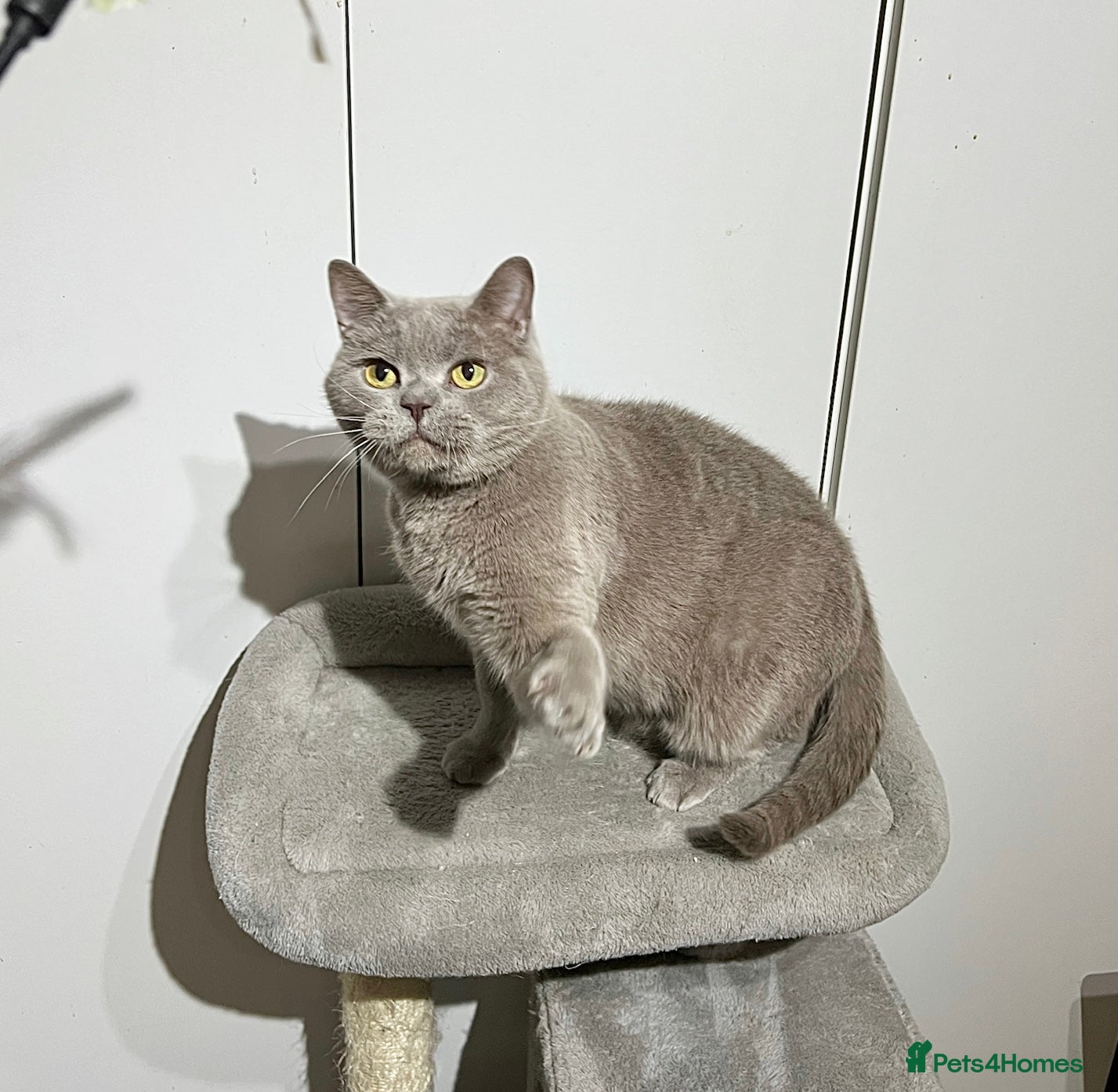PENDING! Beautiful Lilac BSH boy for sale in London | Pets4Homes
