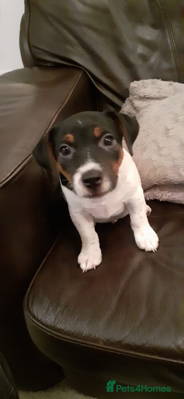 Jack Russell puppies for sale in Kettering | Pets4Homes