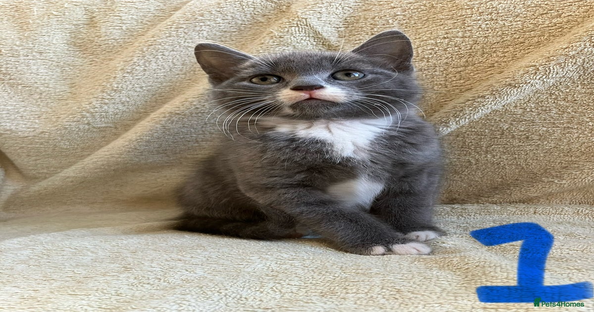 Stunning mixed litter of grey kittens ready for sale in Malmesbury ...
