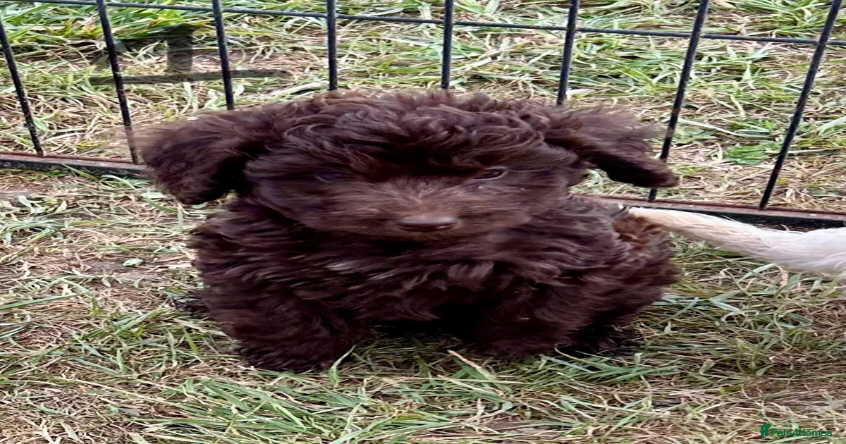 Cockapoo Puppies for sale | Pets4Homes
