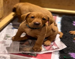 Labrador Puppies for sale | Pets4Homes