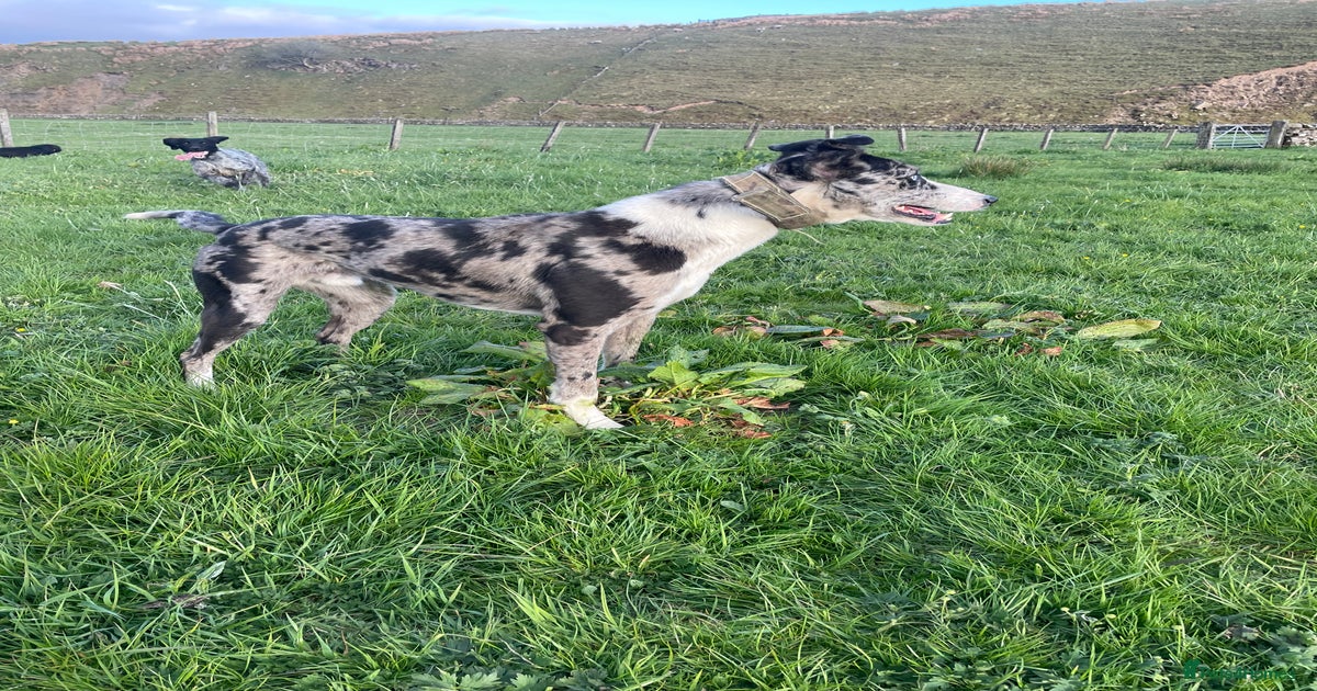 Merl dog for stud for stud in Barnard Castle | Pets4Homes