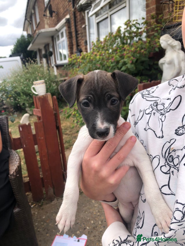 Jack Russell girl for sale in Sidcup | Pets4Homes