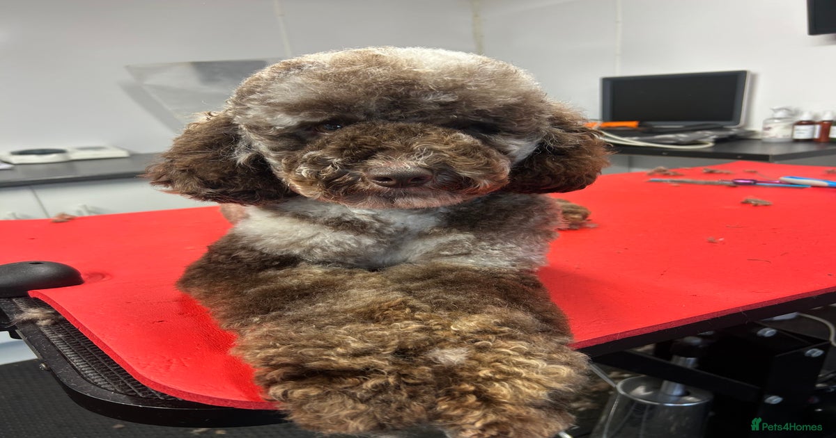Miniture Chocolate Merle poodle for stud in Telford | Pets4Homes