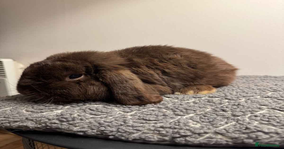 One year old male mini lop for sale in Birmingham | Pets4Homes