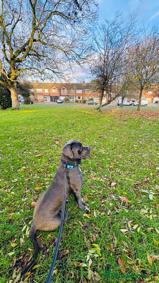 Cane corso (kylo) for sale in Luton | Pets4Homes