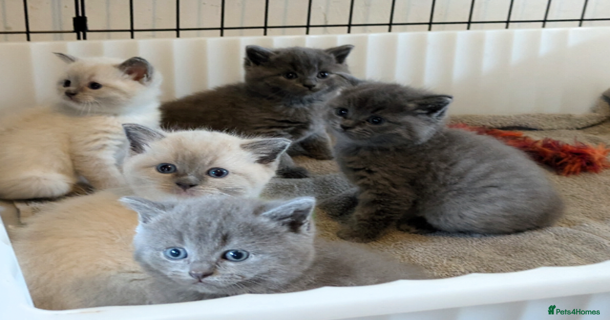 British Ragdolls kittens for sale in Leeds | Pets4Homes