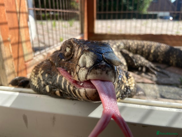 Beautiful dark male tegu for sale in Worthing | Pets4Homes
