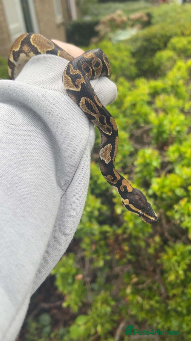 1.0 Classic Royal Ball Python Male for sale in Peterborough | Pets4Homes