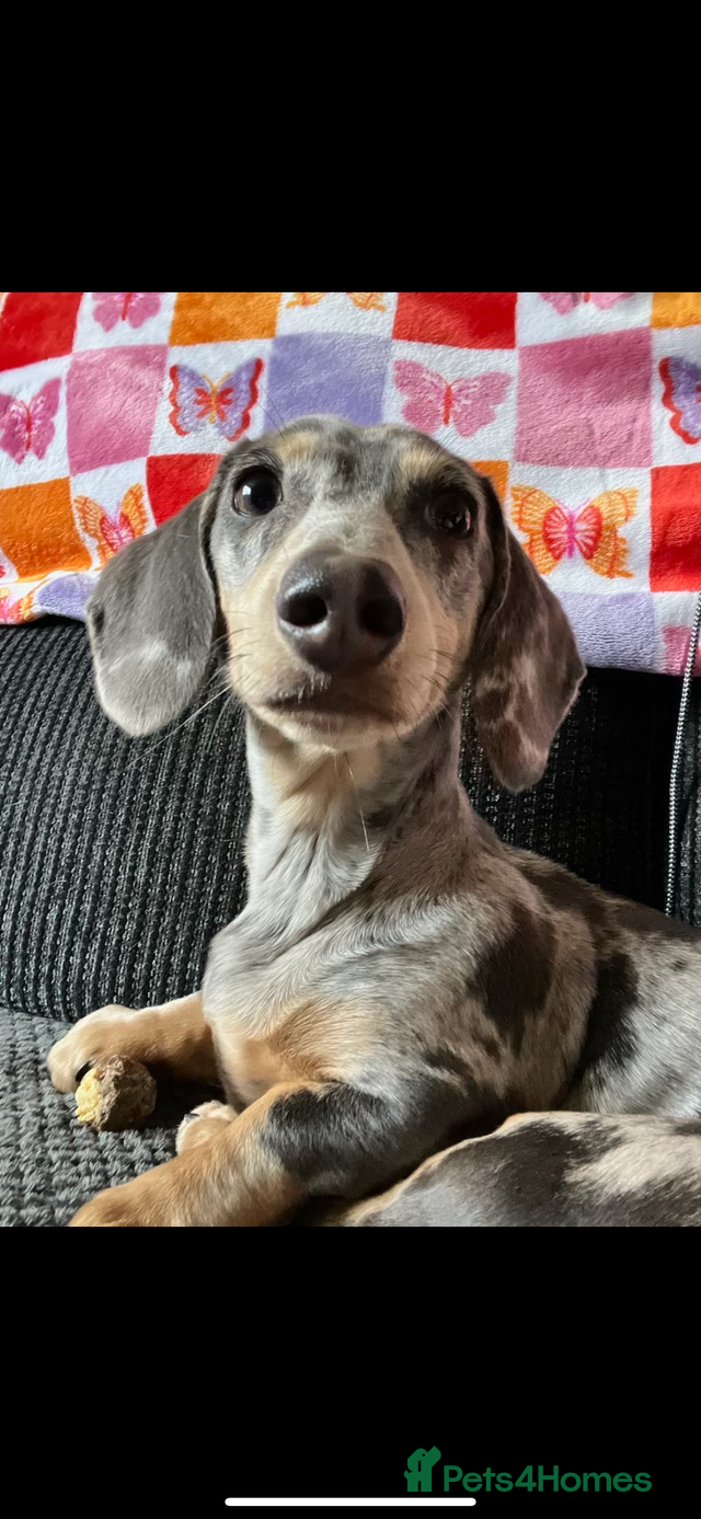 dotty, blue dapple miniature dachshund for sale in Walsall | Pets4Homes