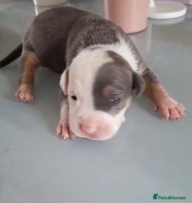 Blue tri Staffordshire bull terrier pups for sale for sale in Stockport ...