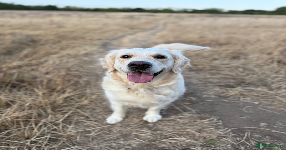 We are looking for a male golden retriever stud for stud in Sutton ...