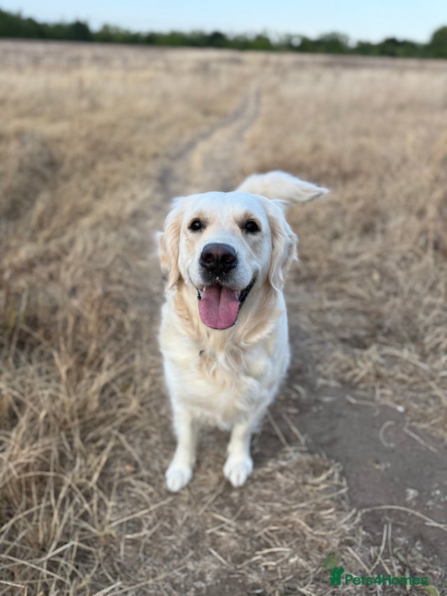 We are looking for a male golden retriever stud for stud in Sutton ...