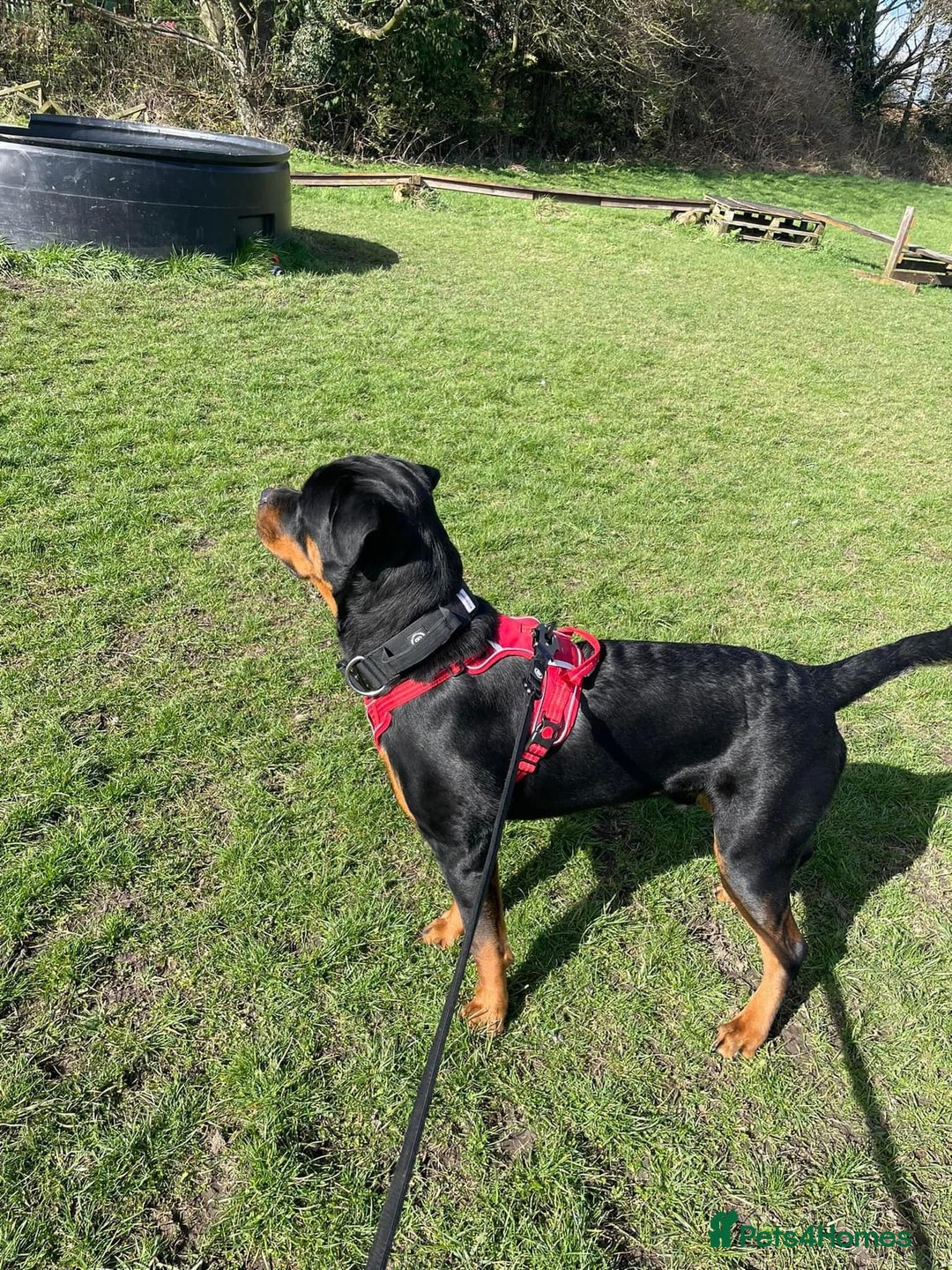 Diesel for stud in Ryton | Pets4Homes