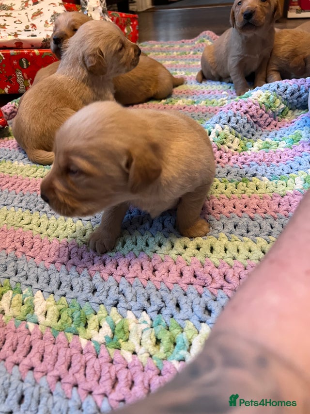 Fox Red Labrador Puppies for sale in Swadlincote | Pets4Homes