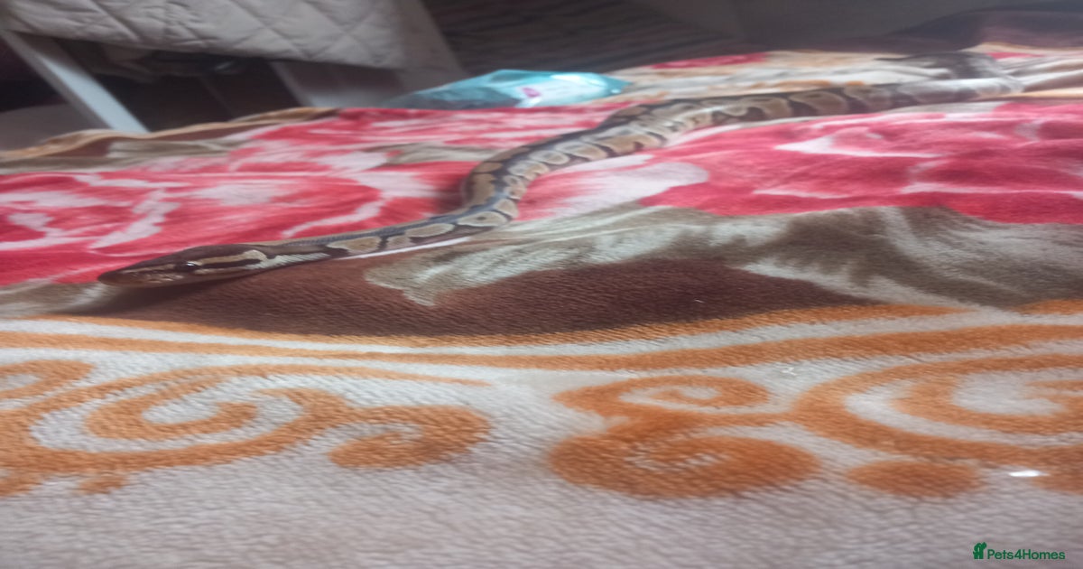 3ft ball python with full set for sale in Maidstone | Pets4Homes